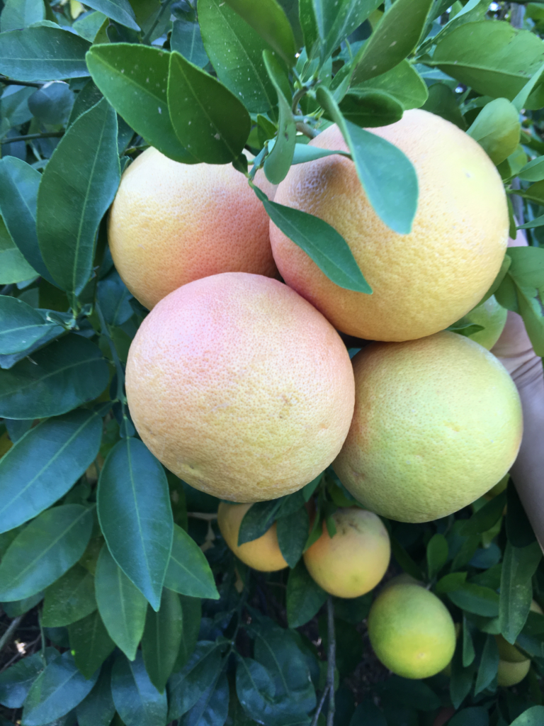 About Us - Citrus Plus Inc.